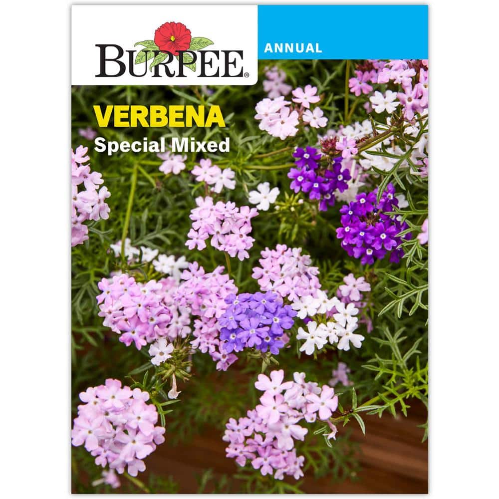 Burpee Verbena Special Mixed Flower Seed 42345 - The Home Depot