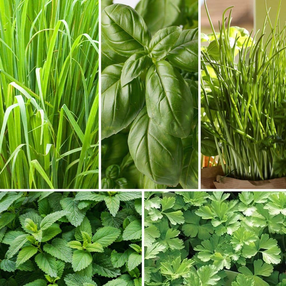Reviews for national PLANT NETWORK 2.5 in. Kitchen Essentials Herb ...