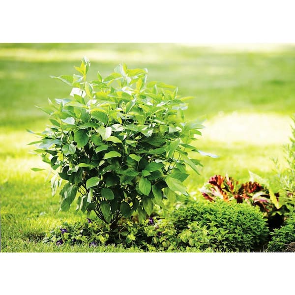 PROVEN WINNERS 2 Gal. Arctic Fire Red Dogwood Live Deciduous Compact ...