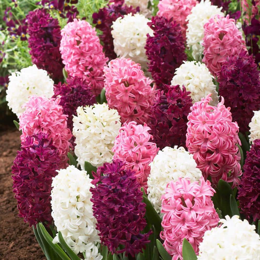 Van Bourgondien Royal Hyacinth Mixture Dormant Spring Flowering Bulbs ...