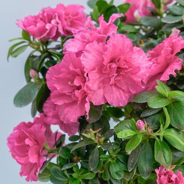 national PLANT NETWORK 2.5 Qt. Rosebud Azalea Plant with Pink Blooms ...