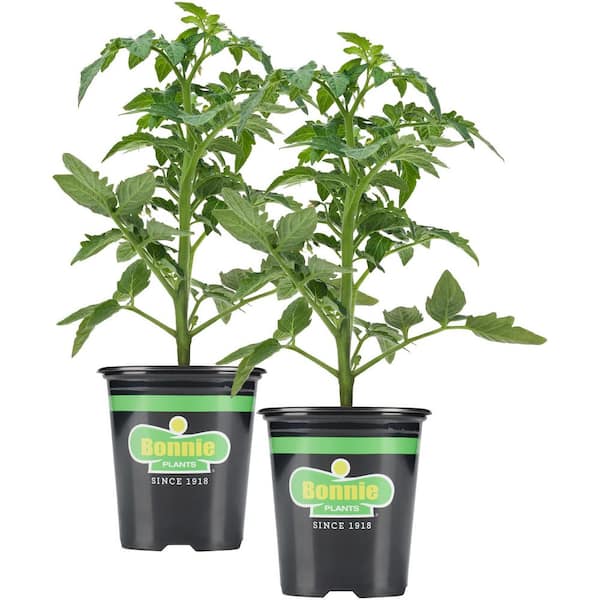 Bonnie Plants Organic Red Husky Cherry Tomato 19.3 oz. 2-Pack Live ...