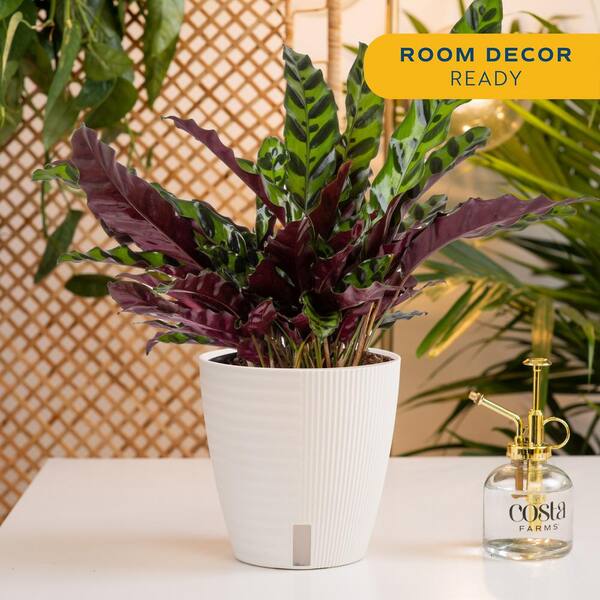Calathea - Indoor Plants - The Home Depot