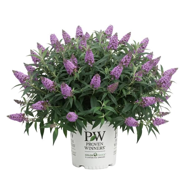 PROVEN WINNERS 3 Gal. Pugster Amethyst Butterfly Bush (Buddleia) Live ...