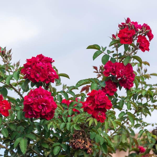 DIRECT GARDENING Don Juan Climbing Rose, Dormant Bare Root Plant, Red ...