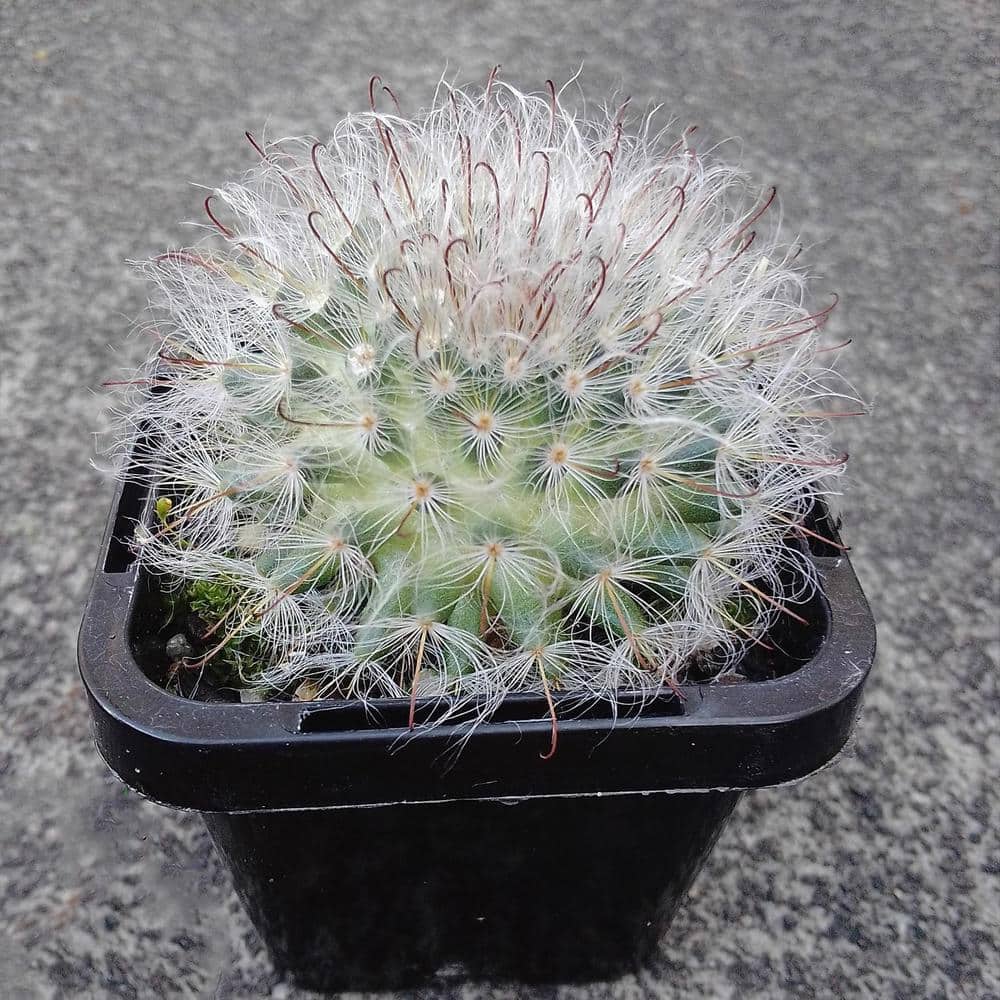 Wekiva Foliage Powder Puff Cactus-Live Starter Plant in a 2 Inch ...