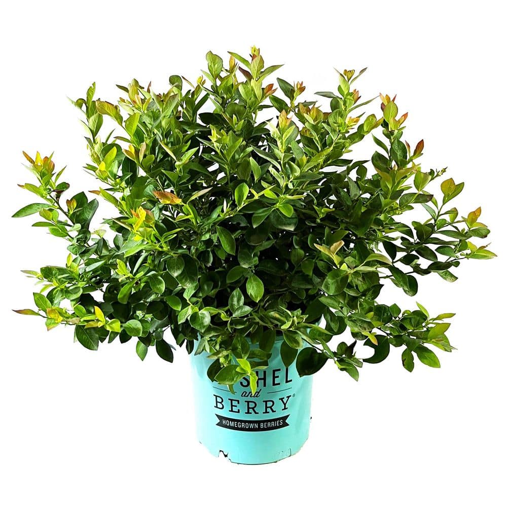 BUSHEL AND BERRY 2 Gal. Bushel and Berry Silver Dollar Blueberry Live ...