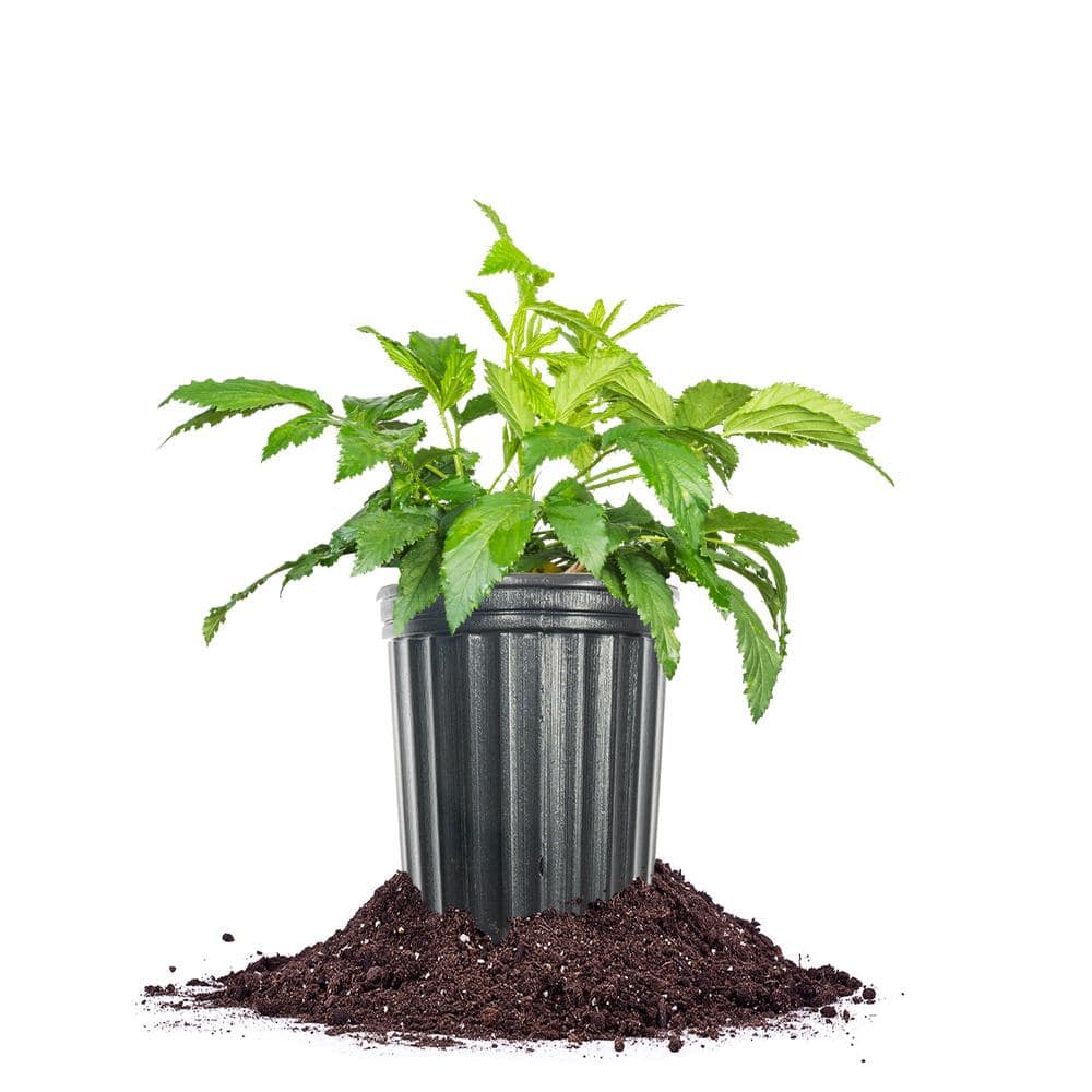 Perfect Plants Snowbank Blackberry Bush 1 Gal. Growers Pot, White ...