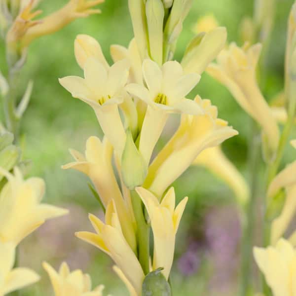 VAN ZYVERDEN Tuberoses Single Blooming Yellow Bulbs (Set of 3) 833621 ...