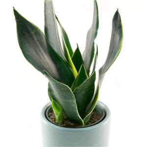 national PLANT NETWORK 6 in. Sansevieria Laurentii Superba Plant in ...