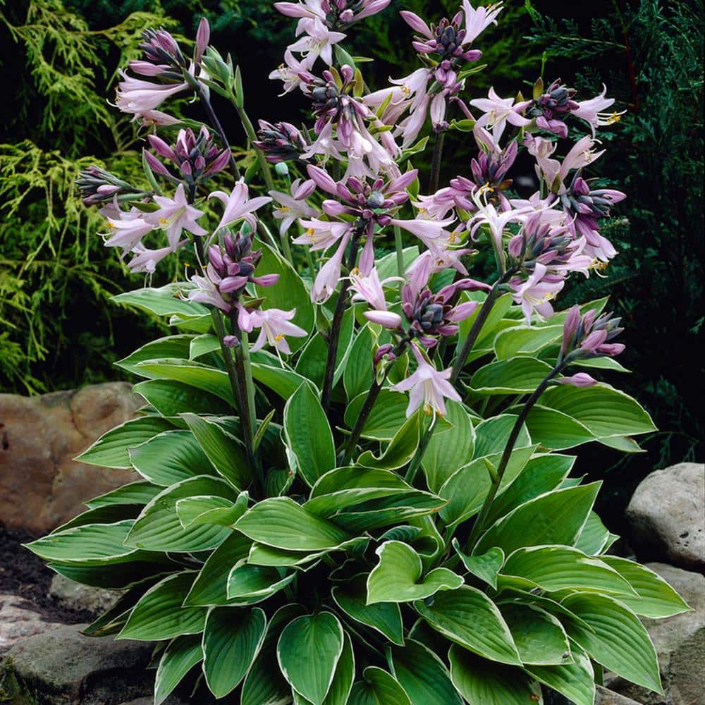 VAN ZYVERDEN Lavender Hosta Francee Roots (5-Pack) 83783 - The Home Depot