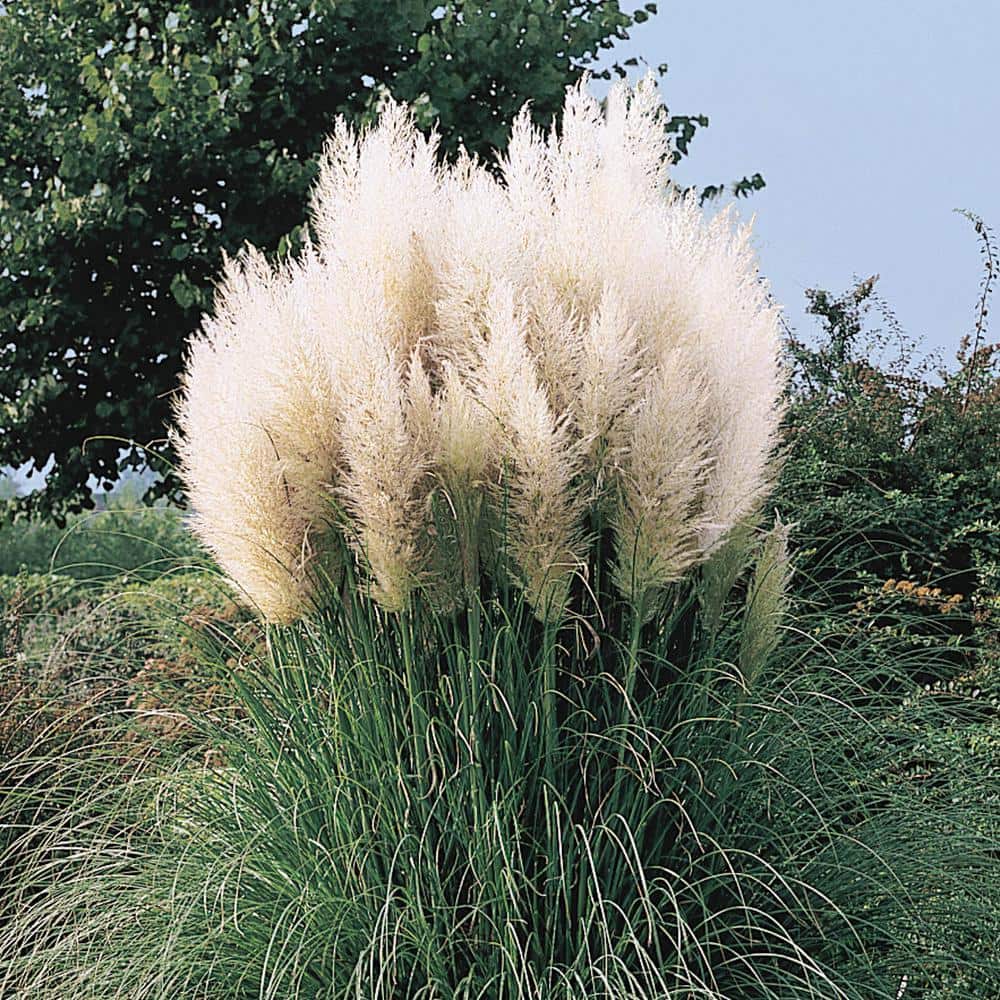 DIRECT GARDENING White Pampas Ornamental Grass Dormant Bare Root ...