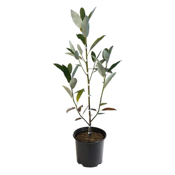 national PLANT NETWORK 2 gal. Sweetbay Magnolia Tree HD3219 - The Home ...