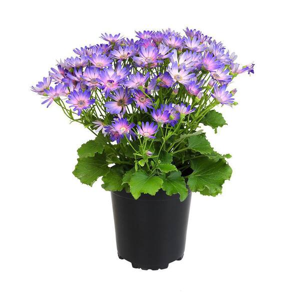 Vigoro 2.6 qt. Senetti Magic Salmon Plant 1005163549 - The Home Depot