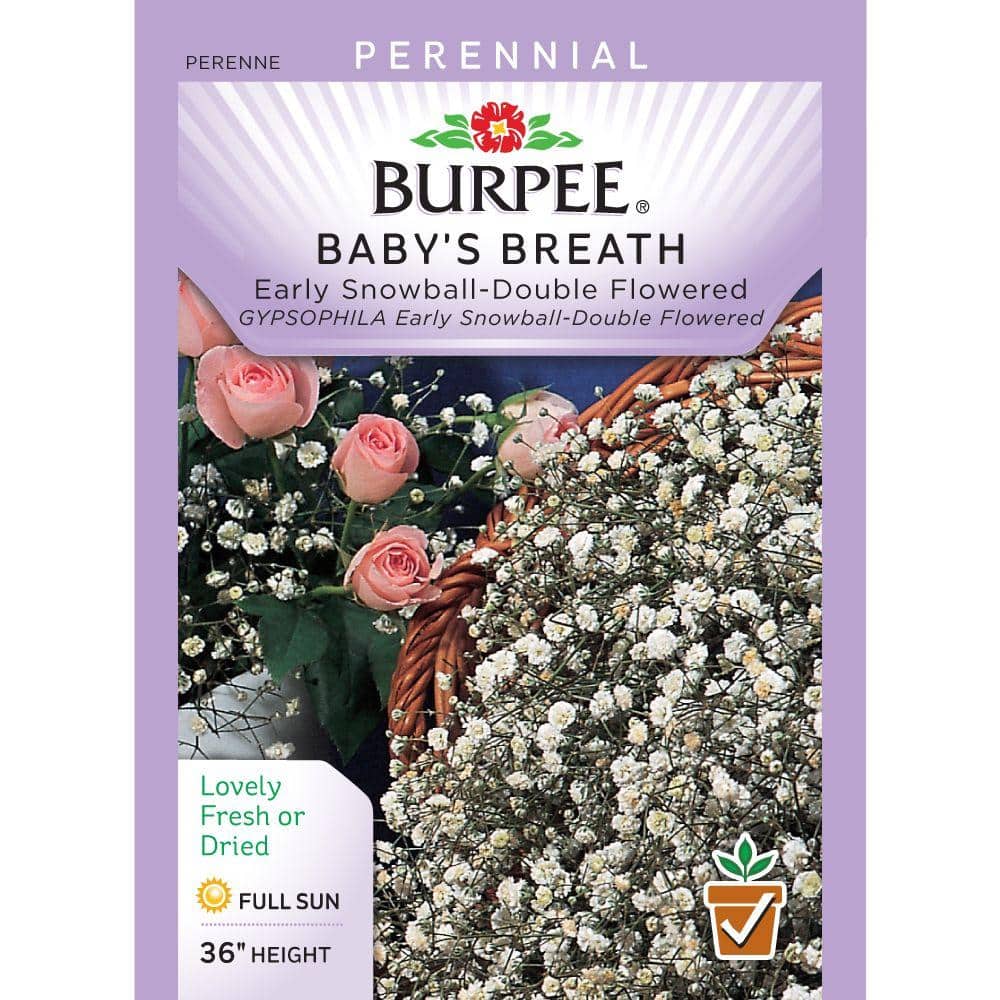 Burpee Baby's Breath G. Elegans Early Snowball Double Flowered Seed ...