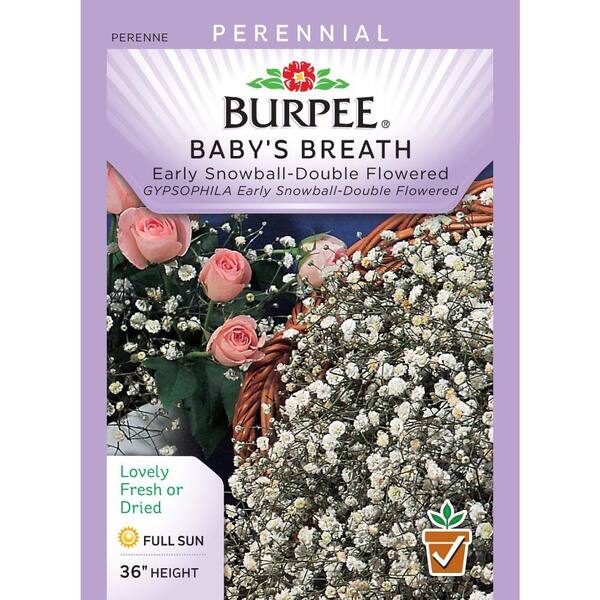 Burpee Baby's Breath G. Elegans Early Snowball Double Flowered Seed ...