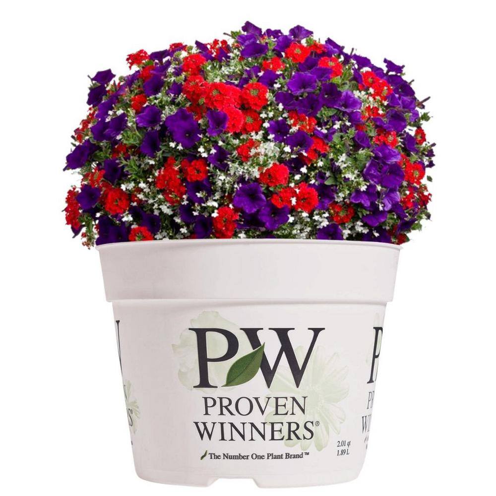 PROVEN WINNERS 6.5 in. Fireworks Combination Live Annual Plant, Multi ...