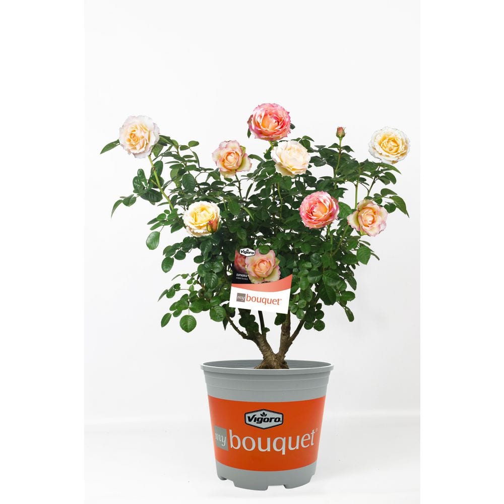 Vigoro 2 Gal. Euphoria Rose with Creamy Apricot Flowers 17530 - The ...