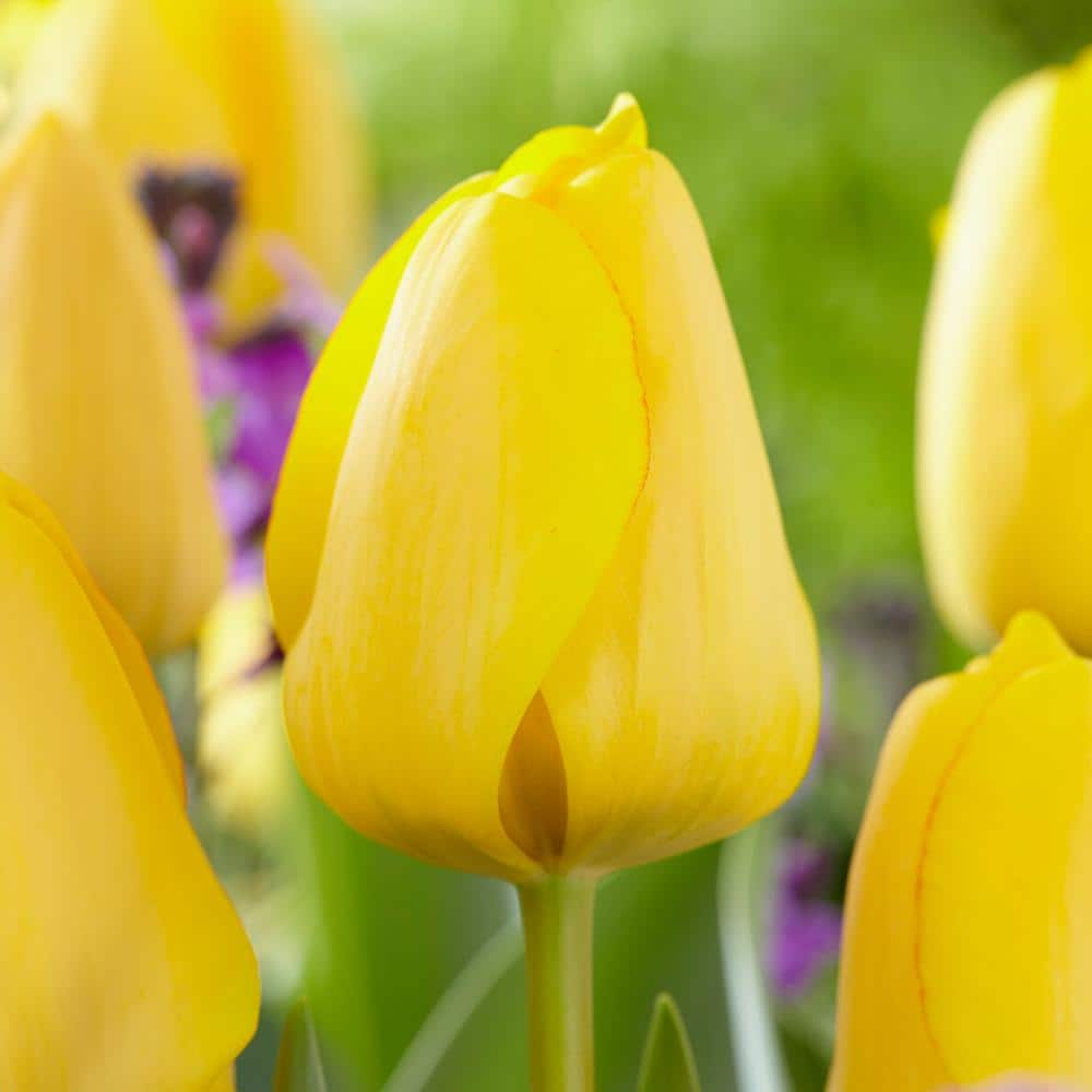 Garden State Bulb 12/+ cm, Golden Apeldoorn Darwin Hybrid Tulip Flower ...