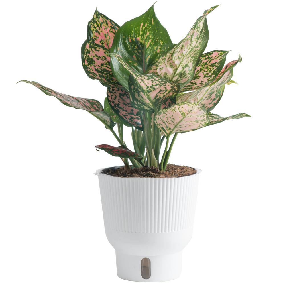 Costa Farms Trending Tropical Assorted Chinese Evergreen Colorful ...
