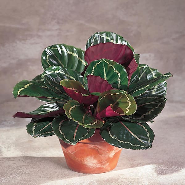 BELL NURSERY 1.55 Qt. Calathea Plant in 6 in. Deco Pot 9659 - The Home ...