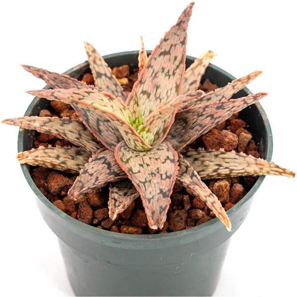 Wekiva Foliage Pink Blush Aloe-Live Plant in a 4 Inch Pot-Aloe 'Pink ...
