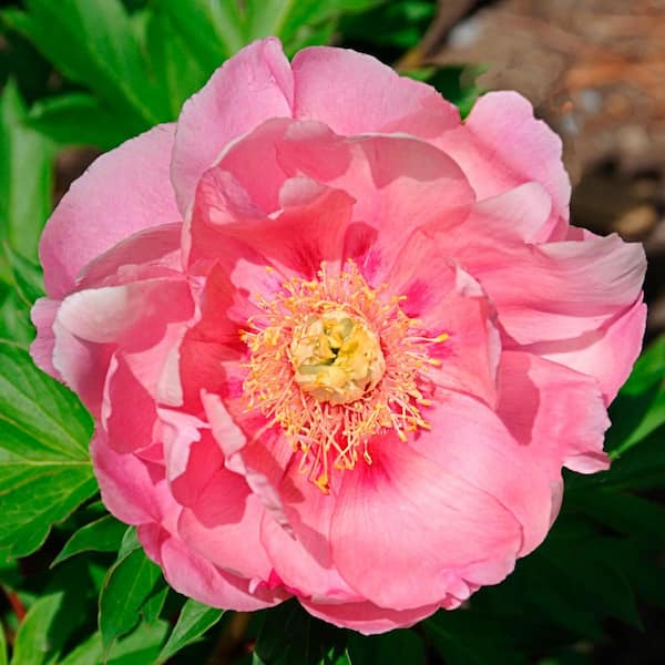 Spring Hill Nurseries 4 in. Pot Itoh Peony Strawberry Crme Brulee Live ...
