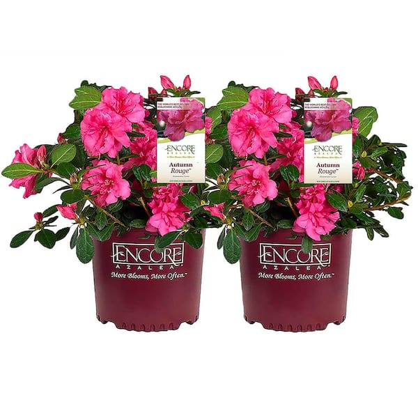 ENCORE AZALEA 1 Gal. Autumn Rouge Shrub with Bright Pink Flowers (2 ...