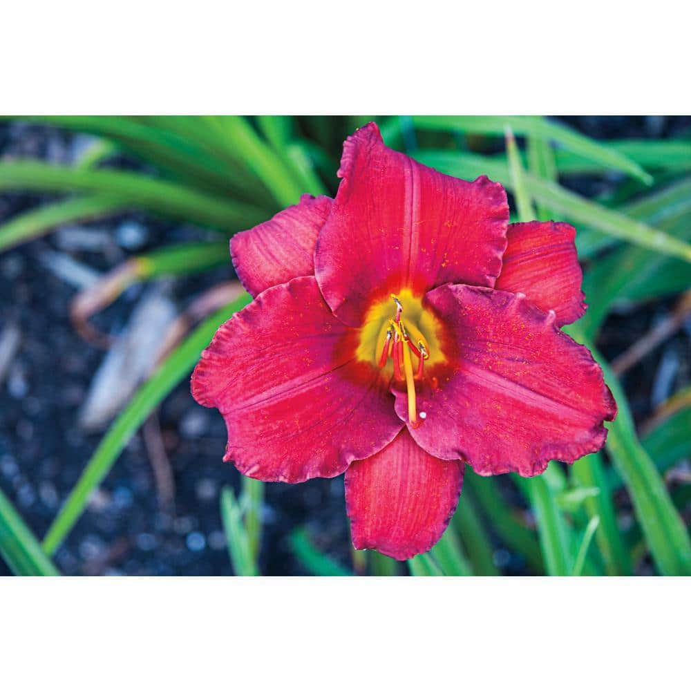 DIRECT GARDENING Little Business Daylily Dormant Bare Root Red ...