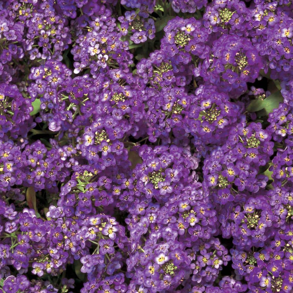 ALTMAN PLANTS 1-Pint Blue and Purple Alyssum Plant 1479 - The Home Depot