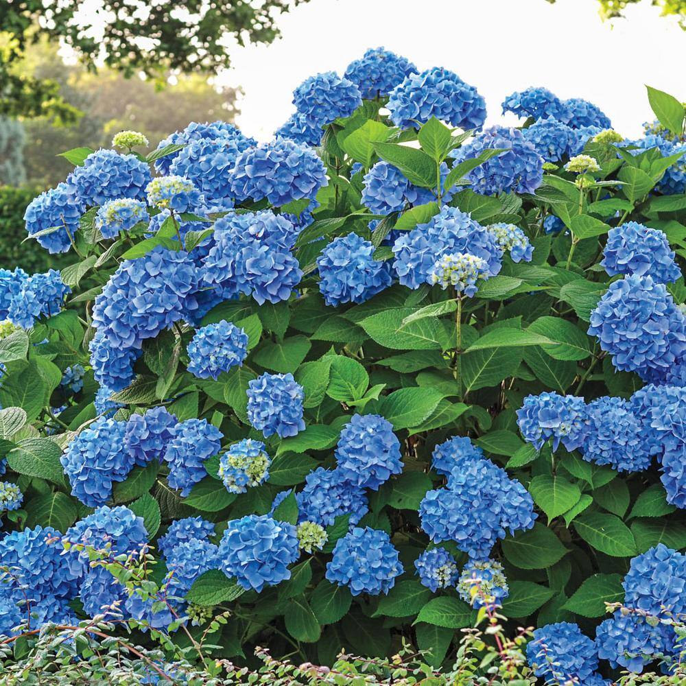 Spring Hill Nurseries Endless Summer Twist and Shout Hydrangea, Live ...