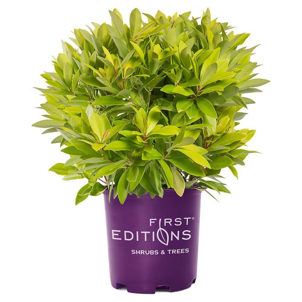 FIRST EDITIONS 2 Gal. BananAppeal Small Anise Tree with Golden Yellow ...