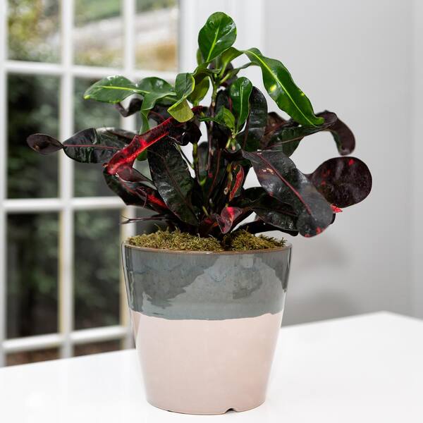 Pumice Garden | Fasci Garden