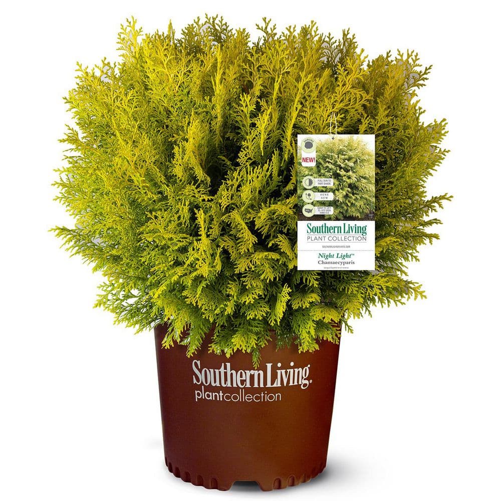 SOUTHERN LIVING 2 Gal. Night Light Chamaecypris (False Cypress ...