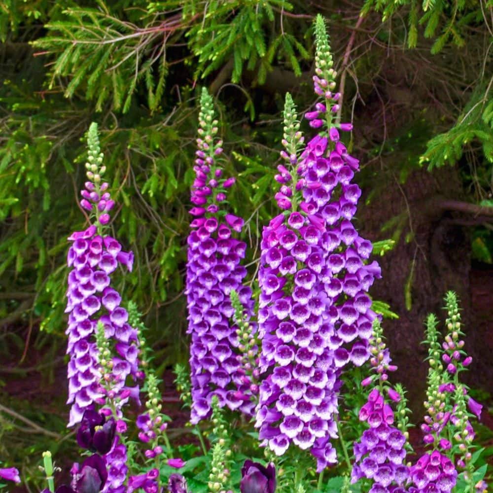 DIRECT GARDENING Dalmation Purple Flowering Foxglove Digitalis Dormant ...