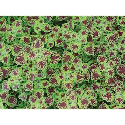Coleus - Outdoor Plants - Garden Center - The Home Depot