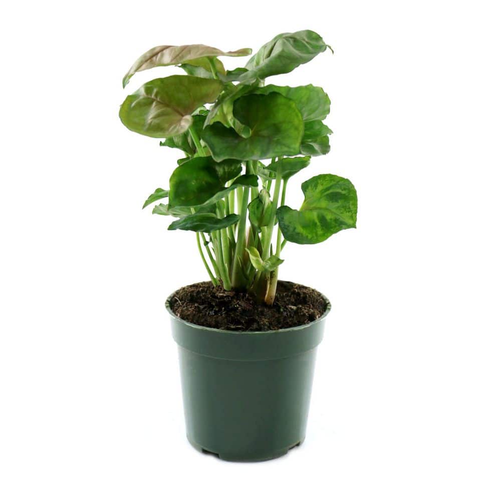 national PLANT NETWORK 4 in. Syngonium Mango Allusion Plant in Grower ...