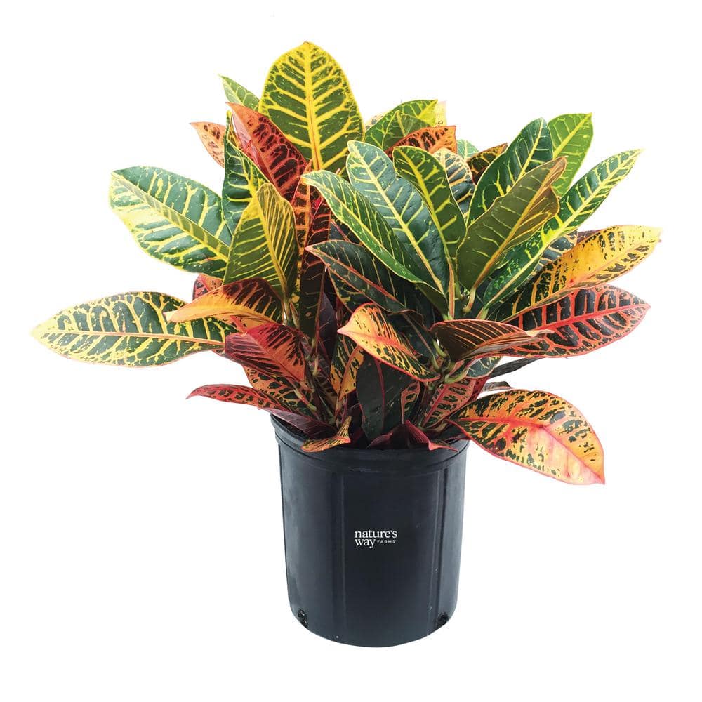 NATURE'S WAY FARMS Croton Petra Live Outdoor Plant in Growers Pot ...