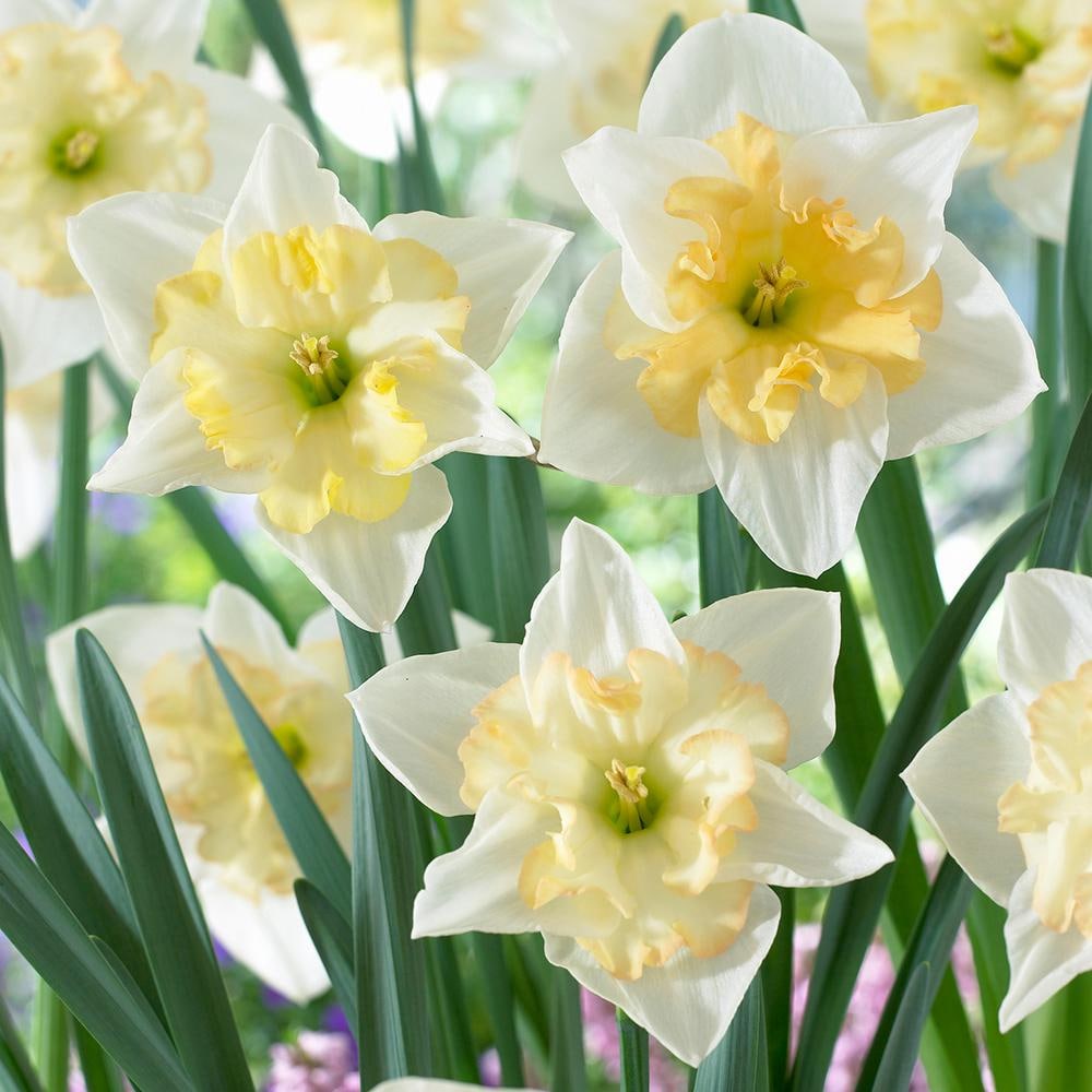 Narcissus Flower Colors