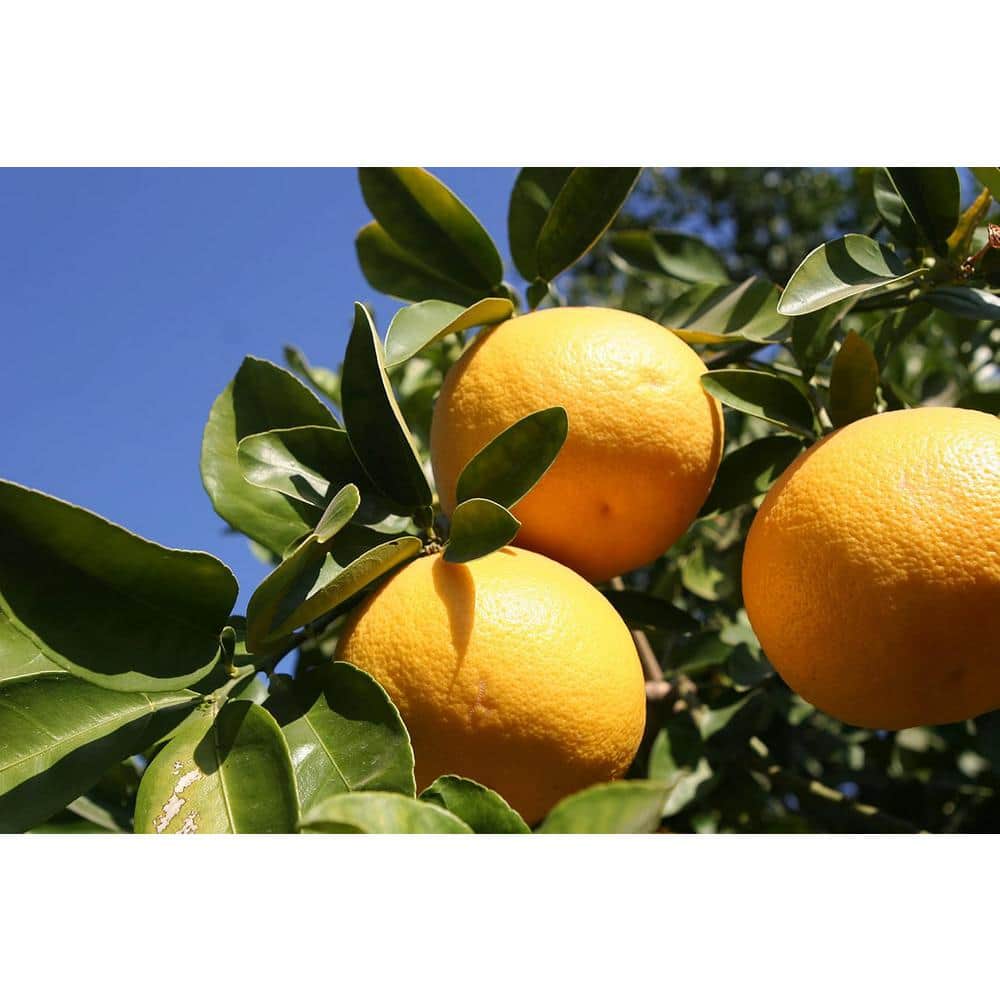 Wekiva Foliage Ray Ruby Grapefruit Tree-Live Plant in a 5 Gallon Pot-2-3 Feet Tall-Cannot Ship ...