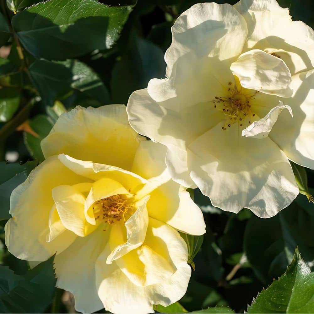 KNOCK OUT 3 gal. Knock Out Rose Easy Bee-zy HD2667 - The Home Depot