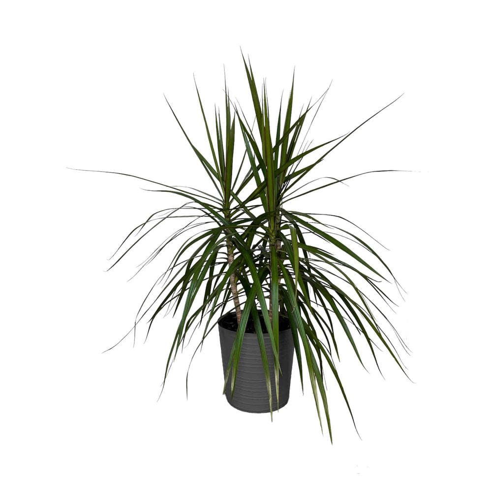 EVERBLOOM GROWERS, INC. 10 in. Dracaena Marginata Plant in Deco Pot ...