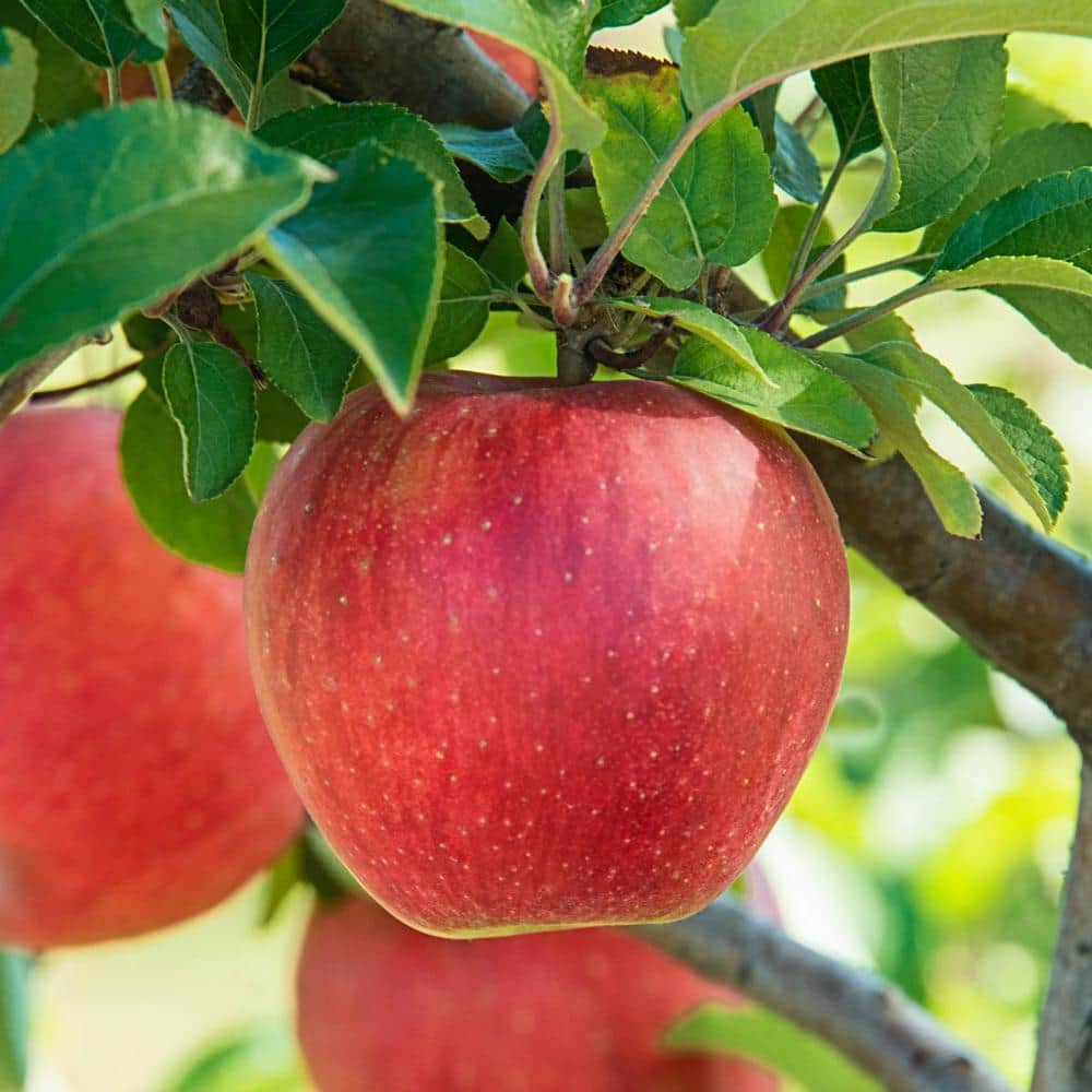 Have a question about DIRECT GARDENING Baker's Delight Apple Dormant ...