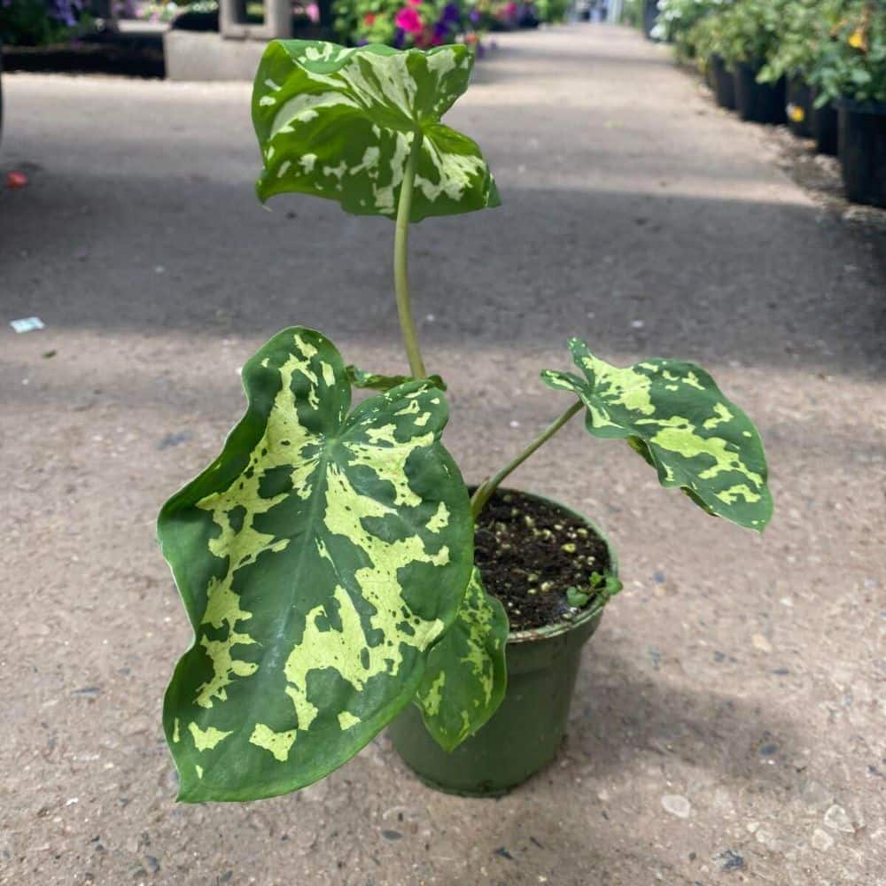 Wekiva Foliage Hilo Beauty Alocasia-4 Live Starter Plants in 2 in. Pots ...