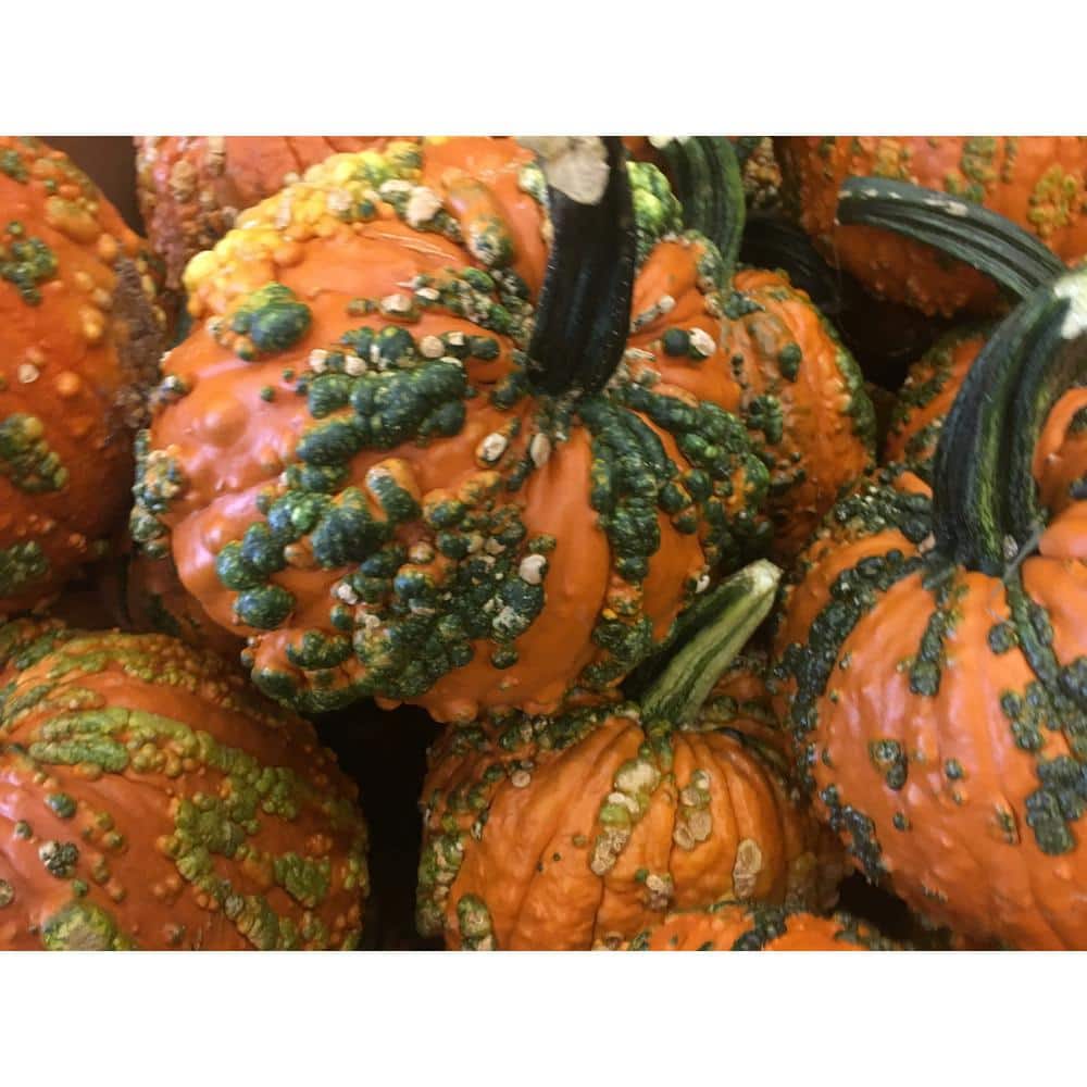 Warted Goblin Pumpkin 768986600668 - The Home Depot