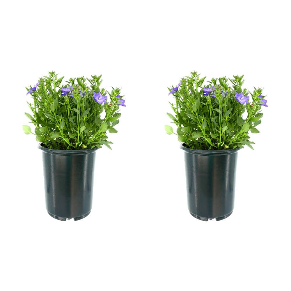 2.5 qt. Campanula Cariboo Forte Blue Perennial Plant with Blue flowers ...