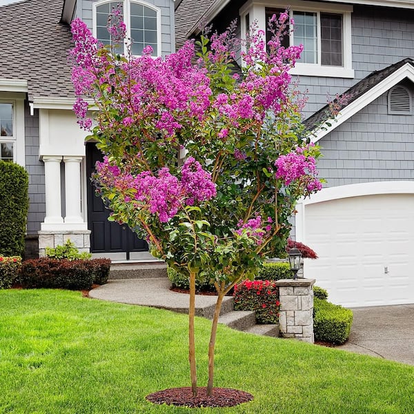 Muskogee Crape Myrtle Tree, 49% OFF