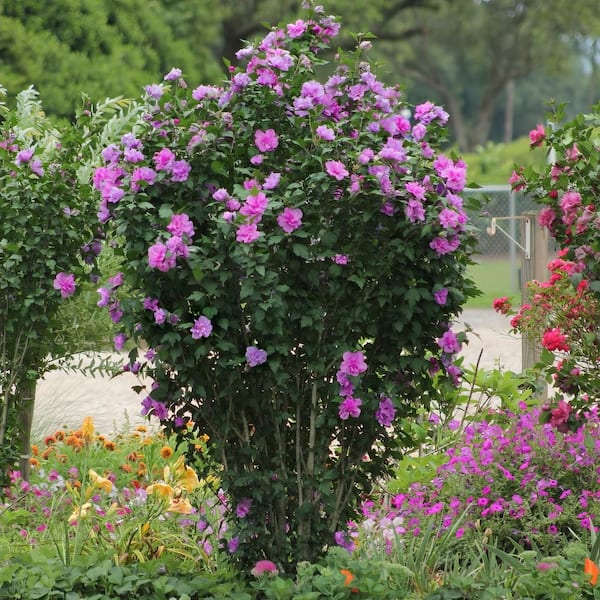 Hibiscus Shrub