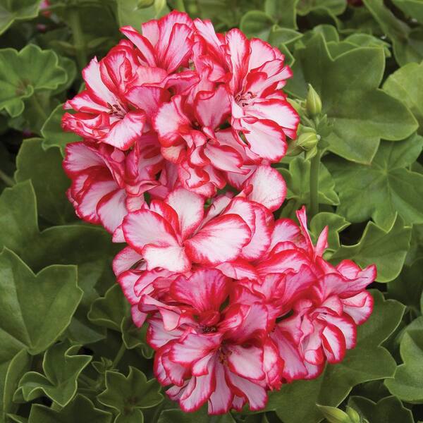 Vigoro 2.5 Qt. Geranium Zonal Plant 1001243883 - The Home Depot