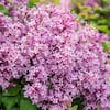 Spring Hill Nurseries Be Right Back Reblooming Lilac, Live Bareroot ...